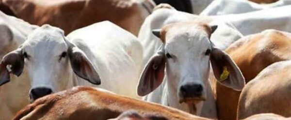 Cattle Breeds of Rajasthan - Connect Civils