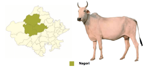 Cattle Breeds of Rajasthan - Connect Civils