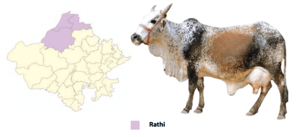 Cattle Breeds of Rajasthan - Connect Civils